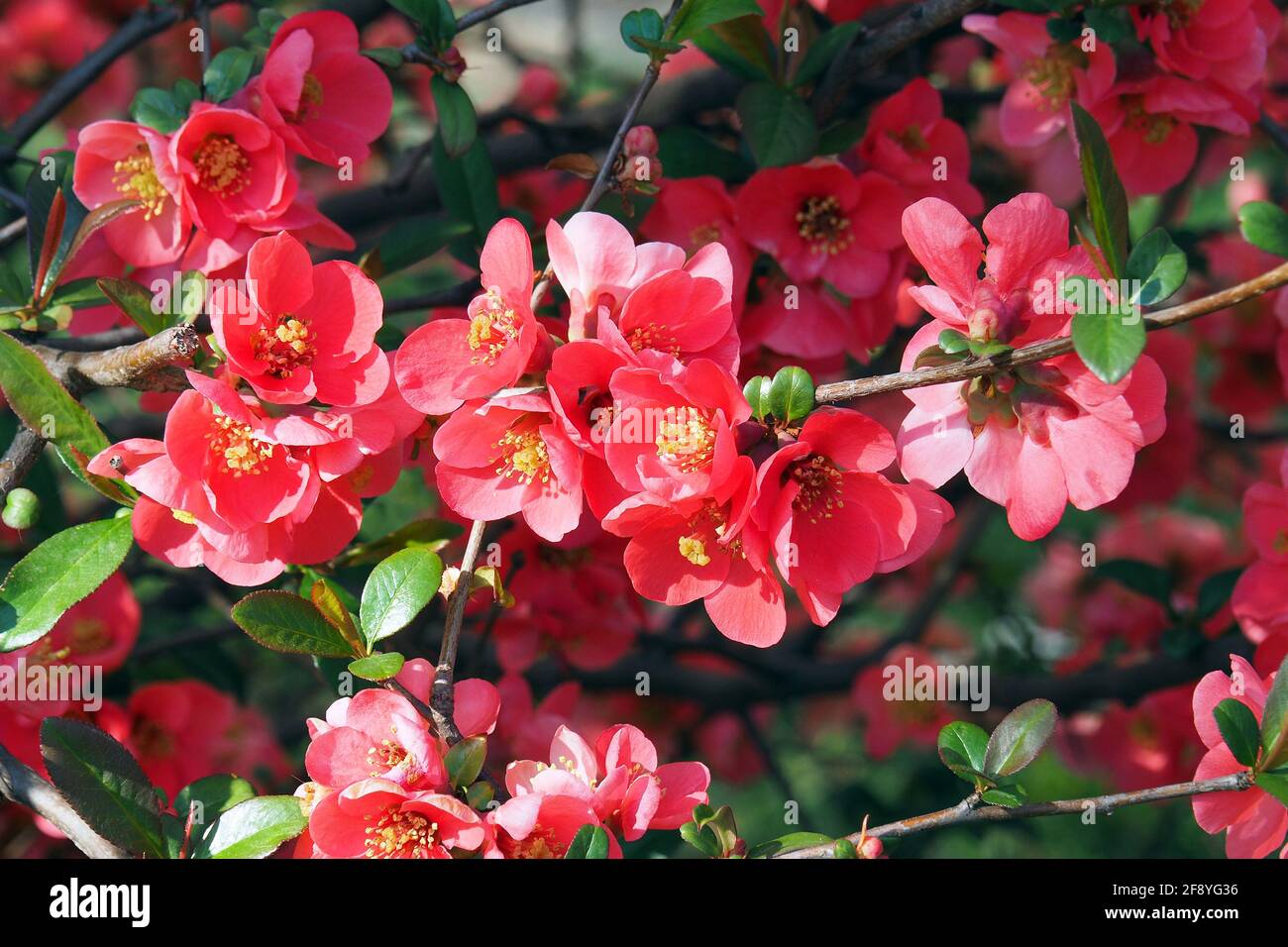 flowering quince, Chinese quince, Zierquitten, fleur de pêche ...
