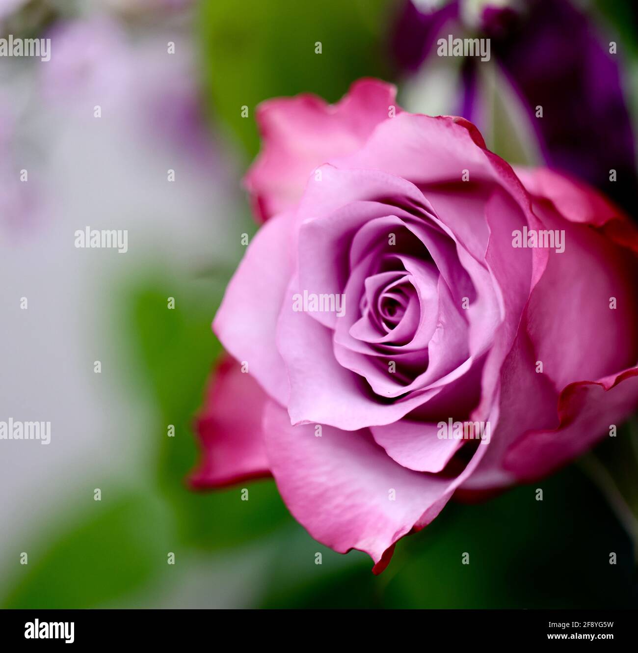 Pink Rose Passion Blossom Stock Photo - Alamy