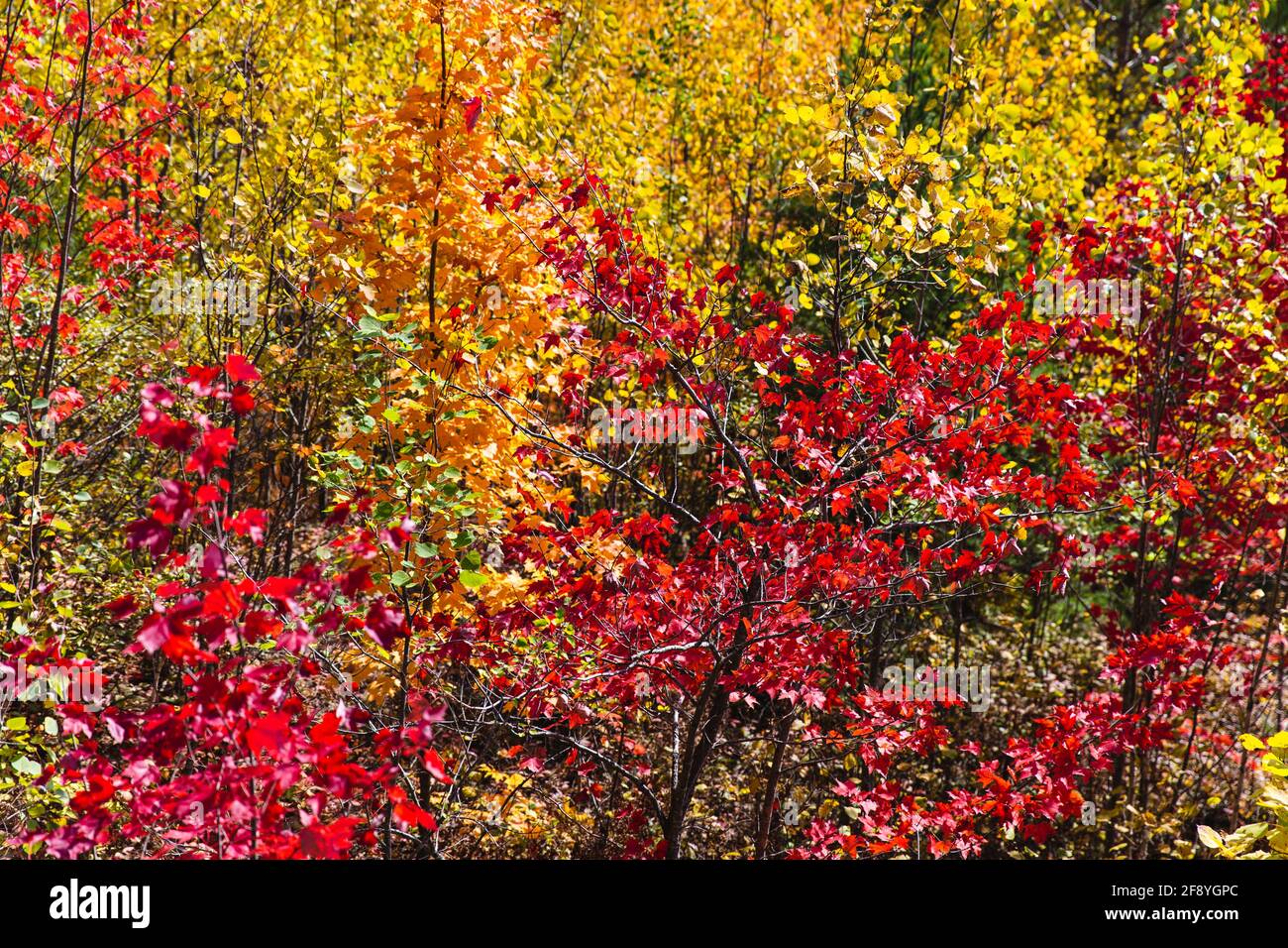 red yellow and orange trees in a forest in fall Stock Photo - Alamy