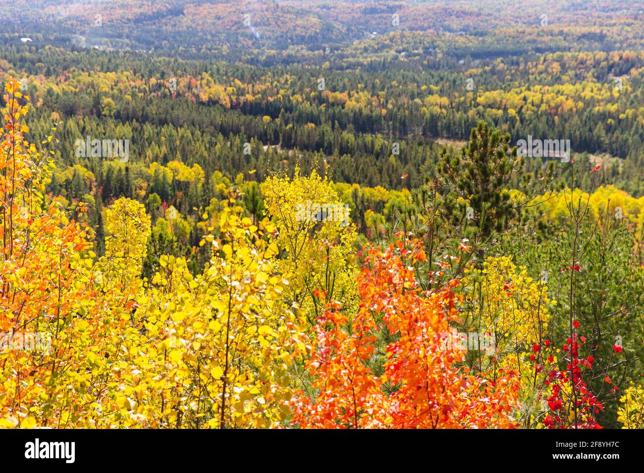 Vibrant autumn trees in dense hi-res stock photography and images - Alamy