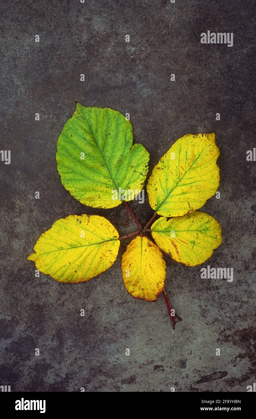 Cluster of leaves hi-res stock photography and images - Alamy