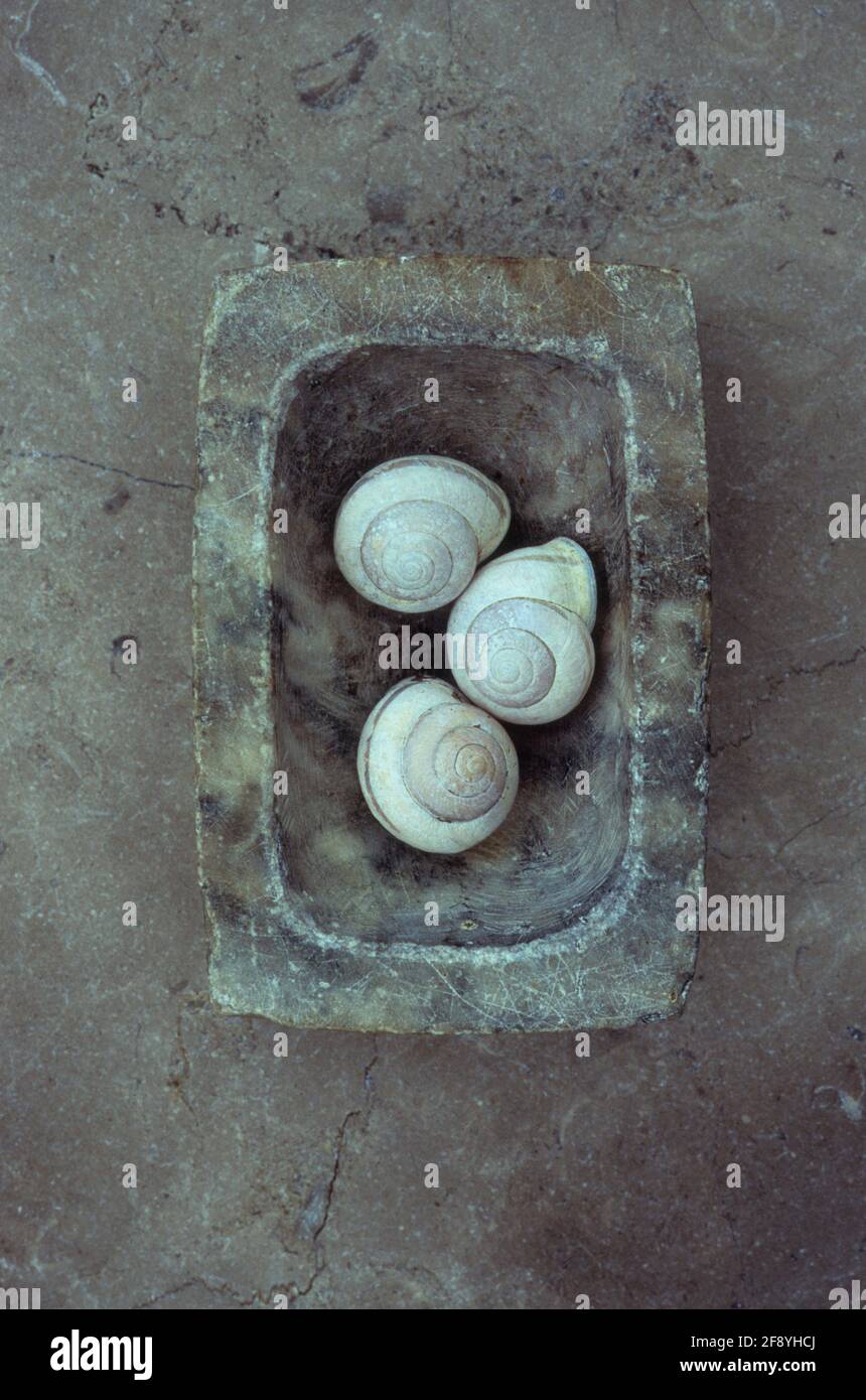 Three shells of garden snails lying in small marble dish Stock Photo ...