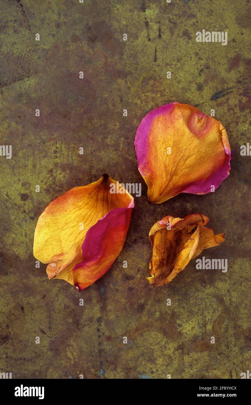 Three petals from Rose or Rosa Lovely Lady turning from pink to yellow ...
