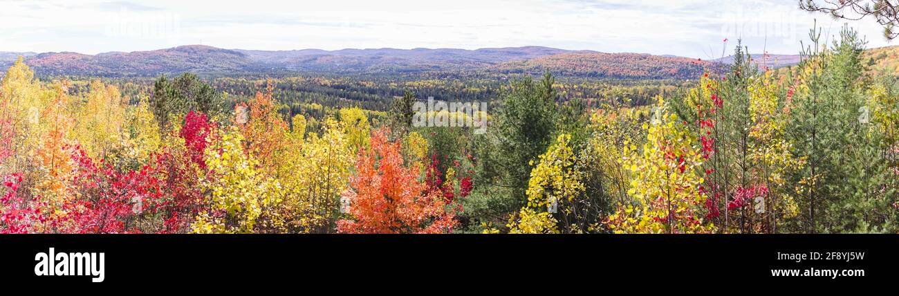 Forest maple trees quebec hi-res stock photography and images - Alamy