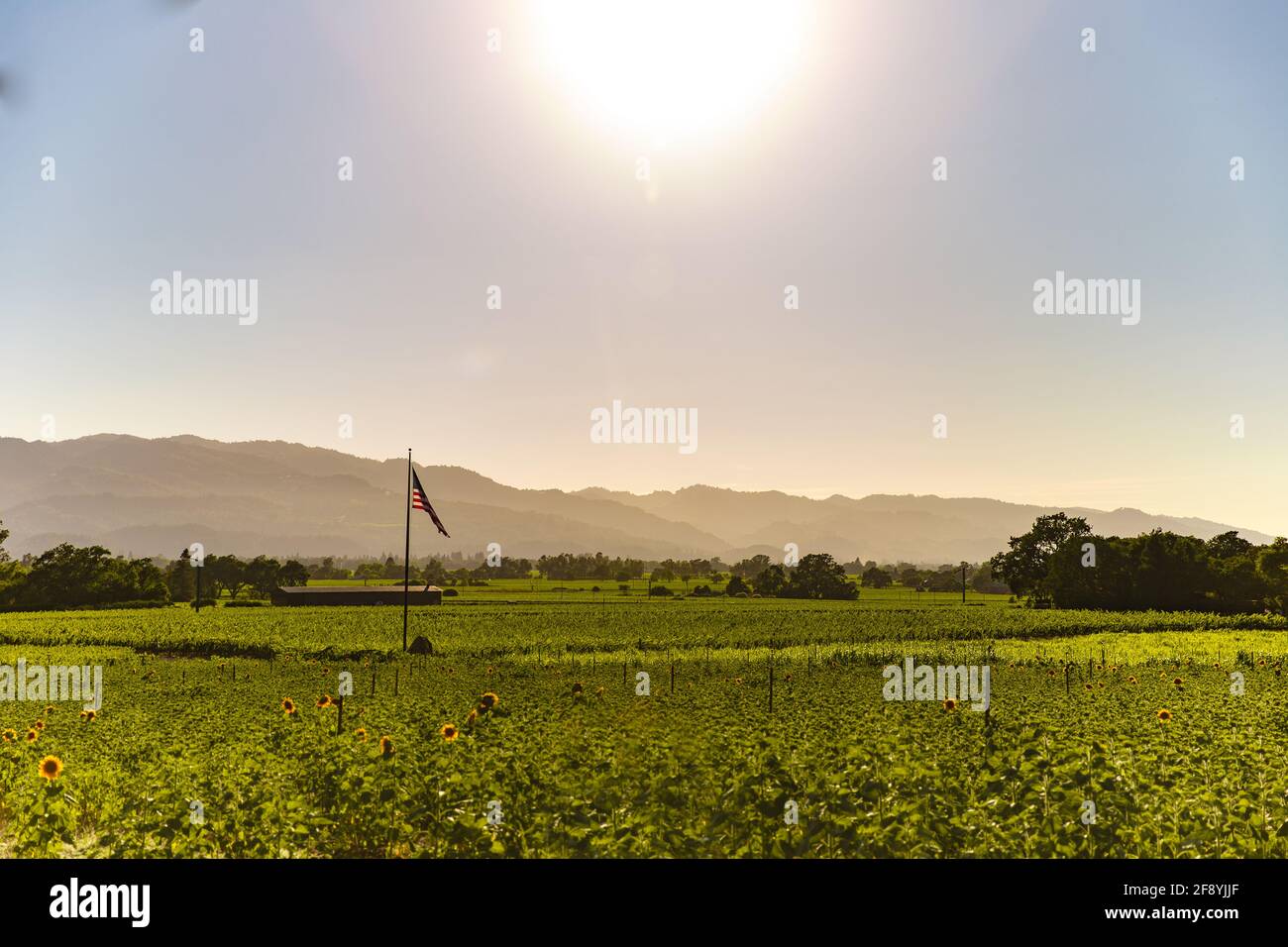 Napa valley vineyard sunset mountain hi-res stock photography and ...