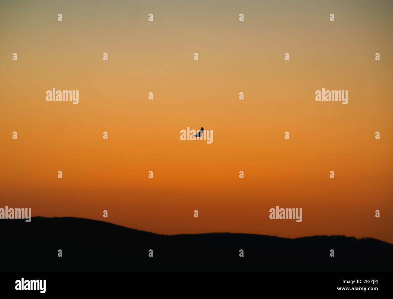 Bird flying over mountains hi-res stock photography and images - Alamy