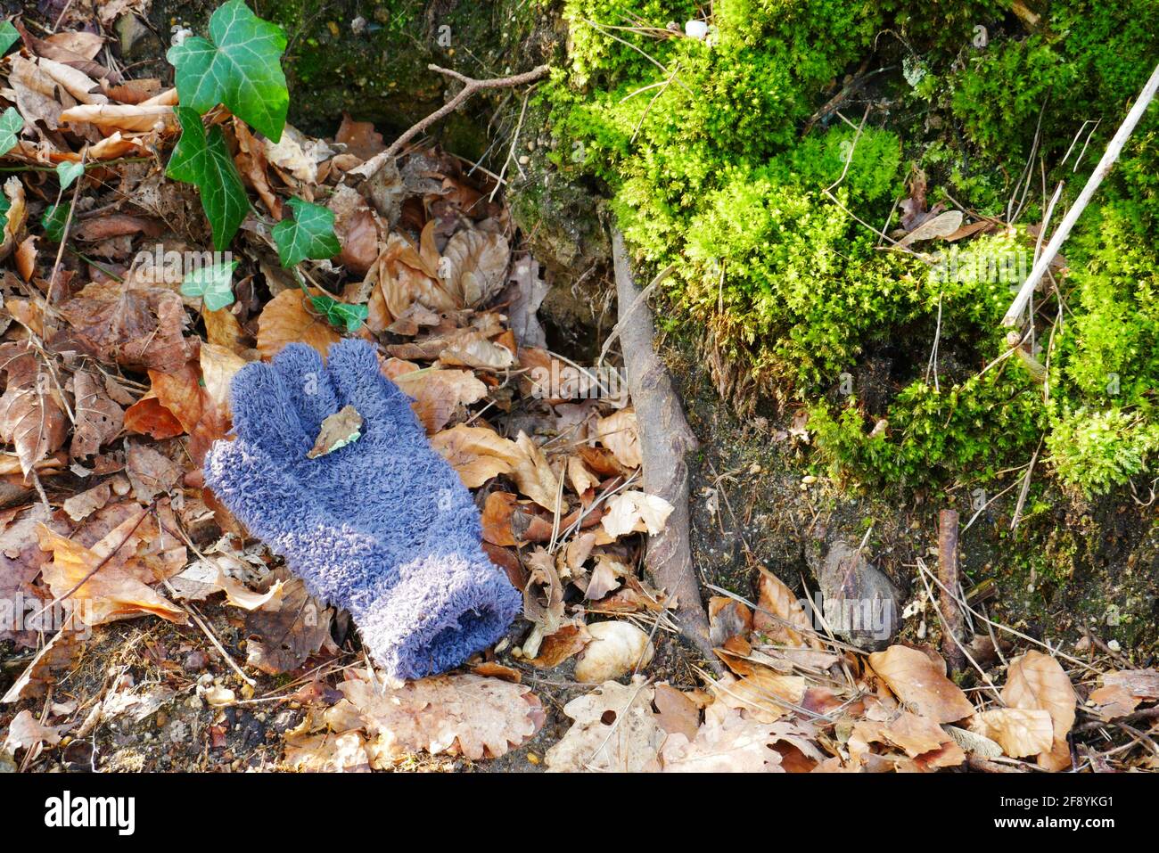 Hand on forest floor hi-res stock photography and images - Alamy