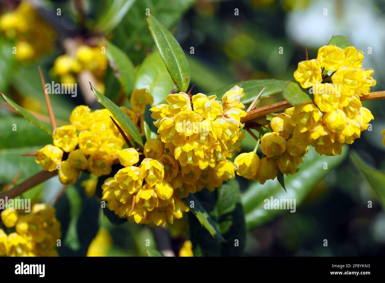 wintergreen barberry or Chinese barberry, Julianes Berberitze, épine ...