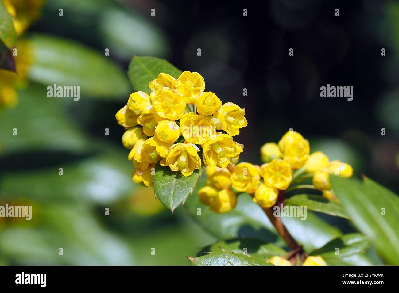 wintergreen barberry or Chinese barberry, Julianes Berberitze, épine ...