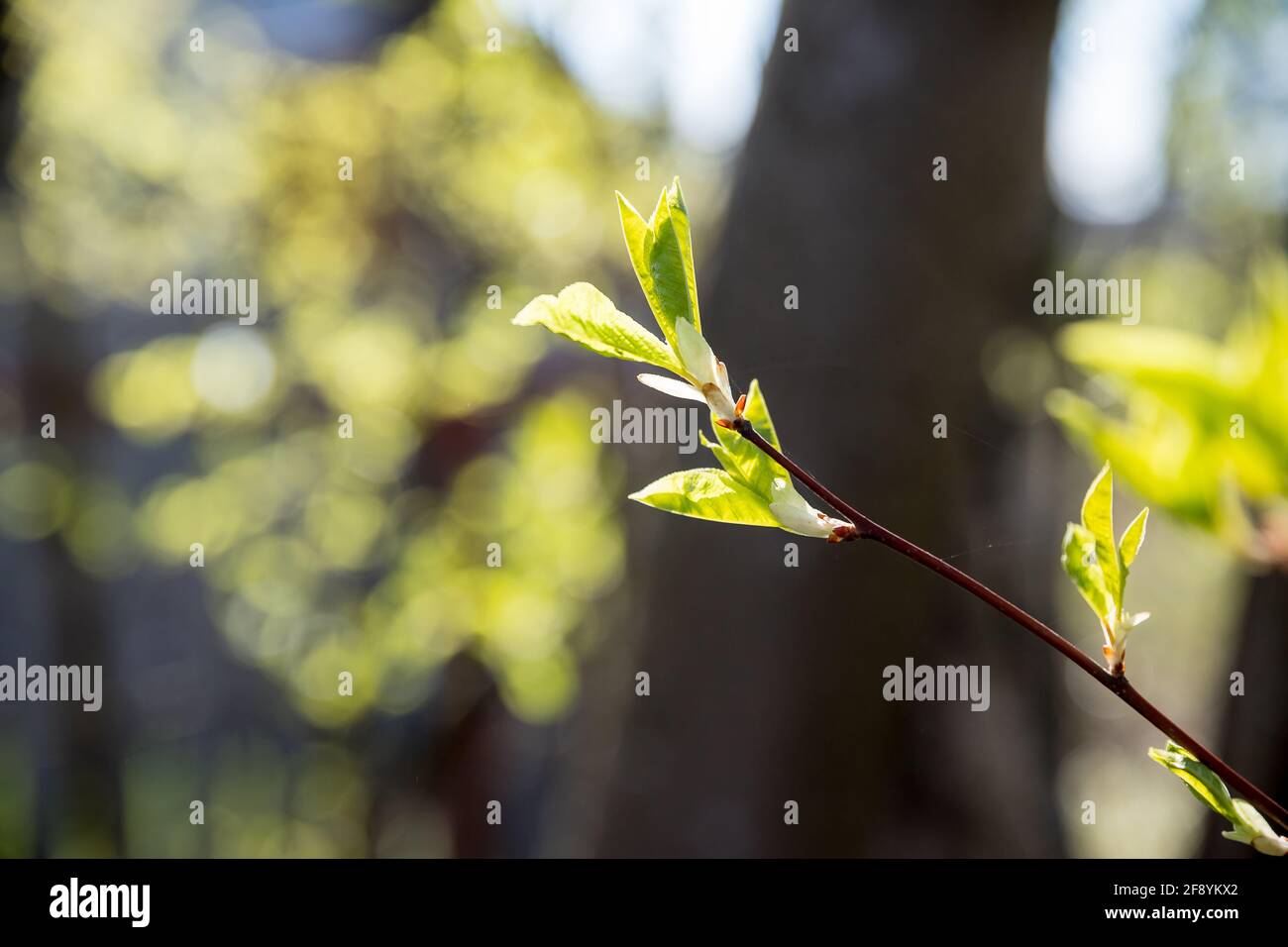 Kidney trees disclosed. A symbol of new life, hope, new business. A ...