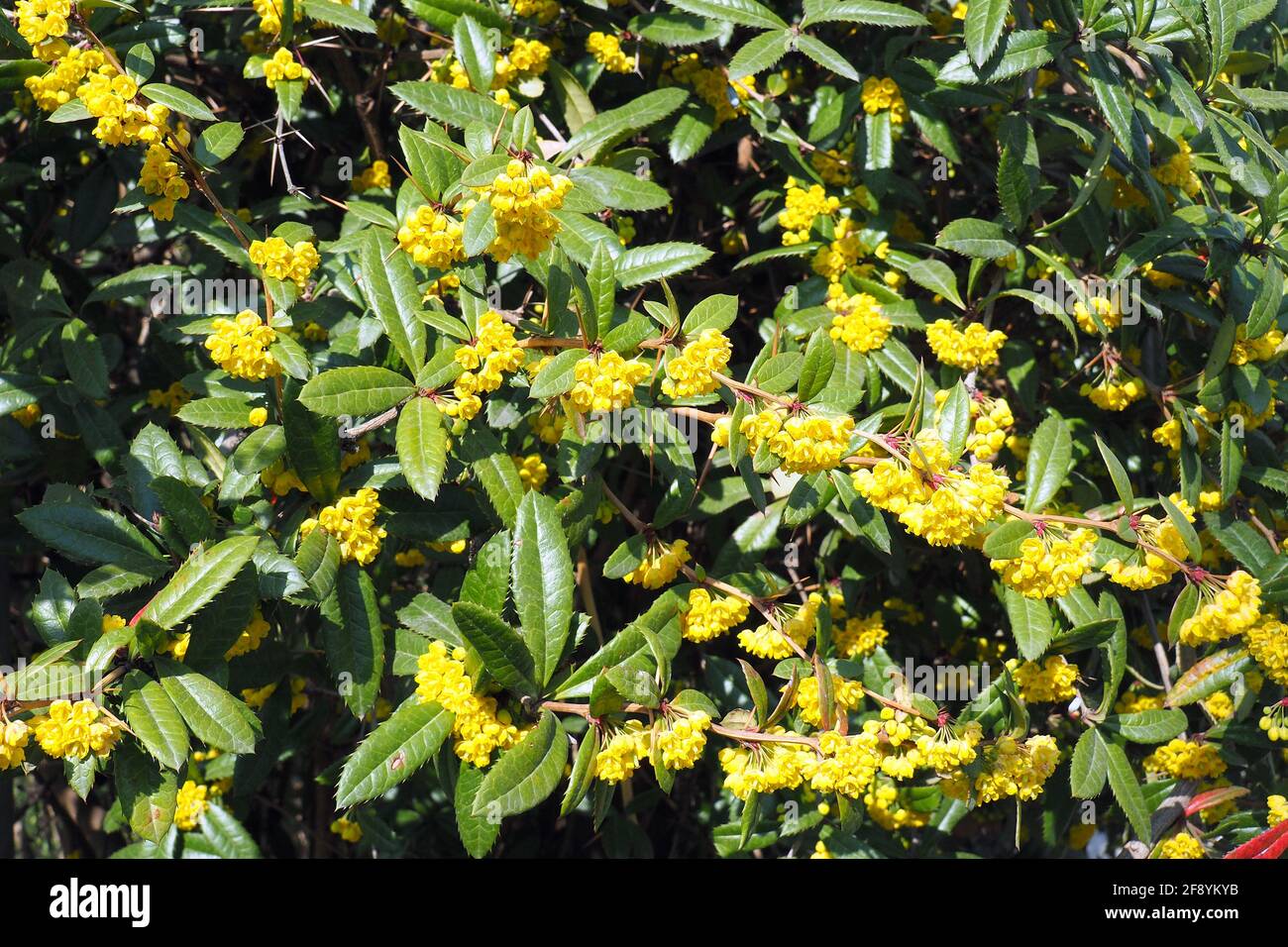 Berberis Julianae High Resolution Stock Photography and Images - Alamy