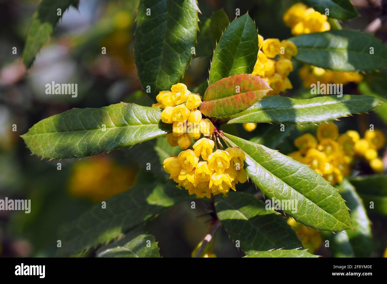 wintergreen barberry or Chinese barberry, Julianes Berberitze, épine ...