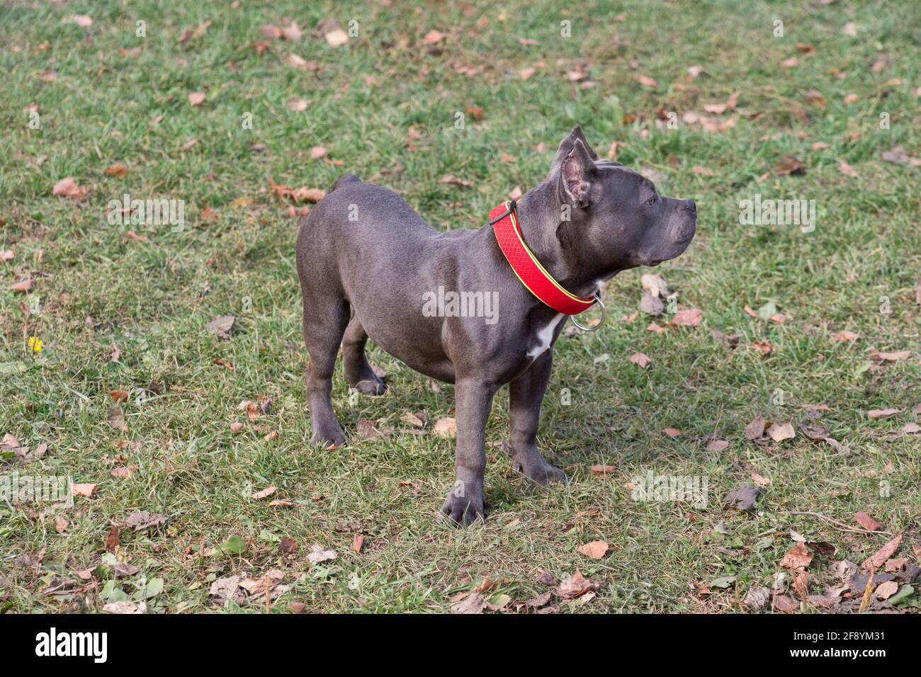 Cute american bully puppy is standing in the autumn park. Seven month ...