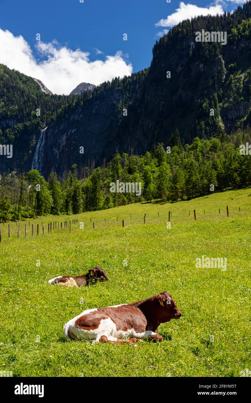 Landwirtschaft alm hi-res stock photography and images - Alamy