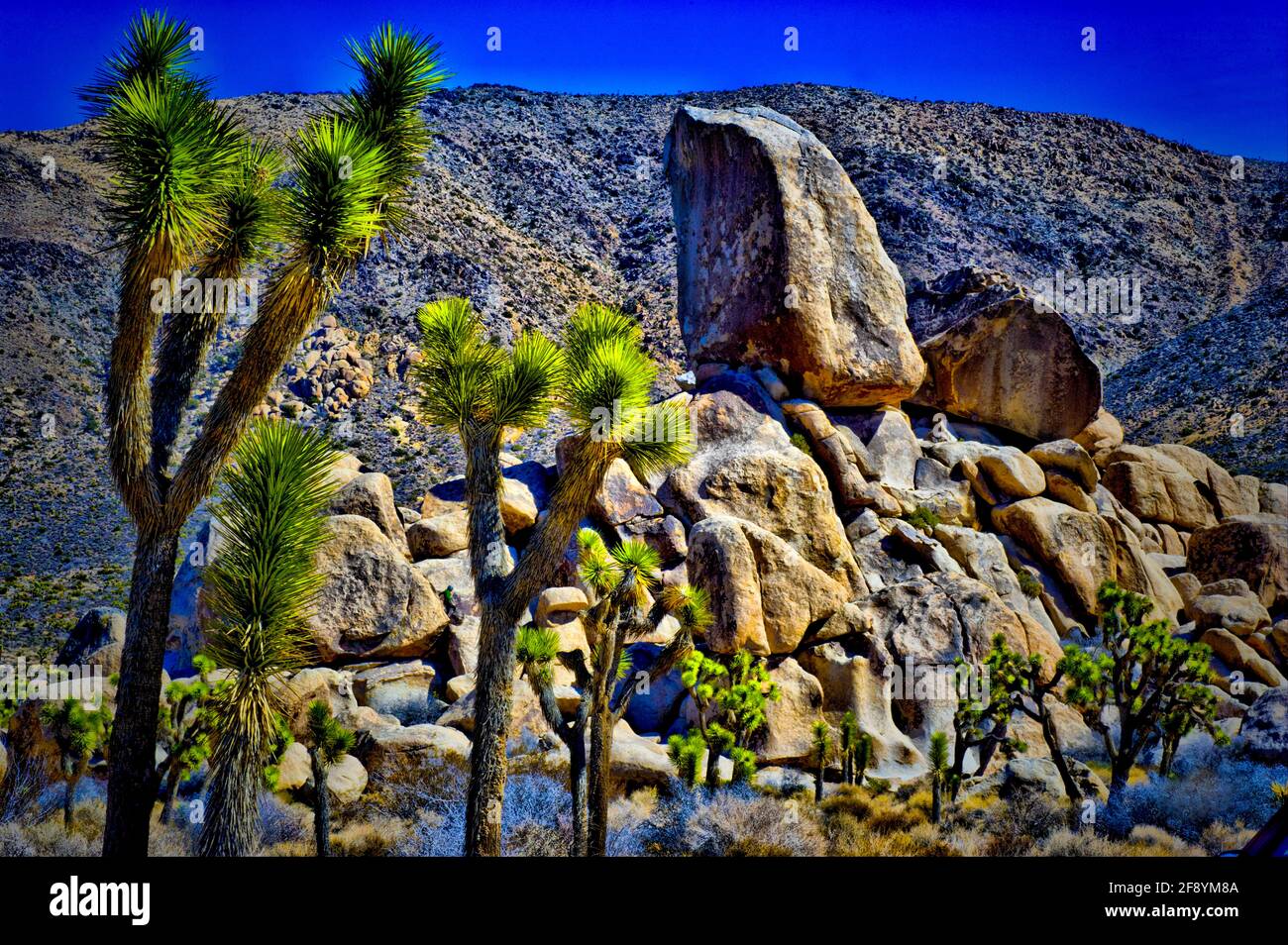 Joshua trees (Yucca Brevifolia) and Headstone Rock in Joshua Tree ...