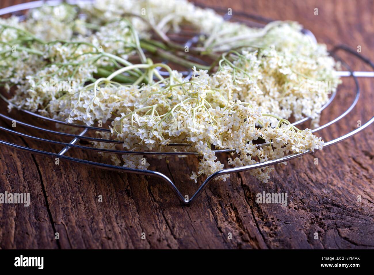 Hollunder hi-res stock photography and images - Alamy