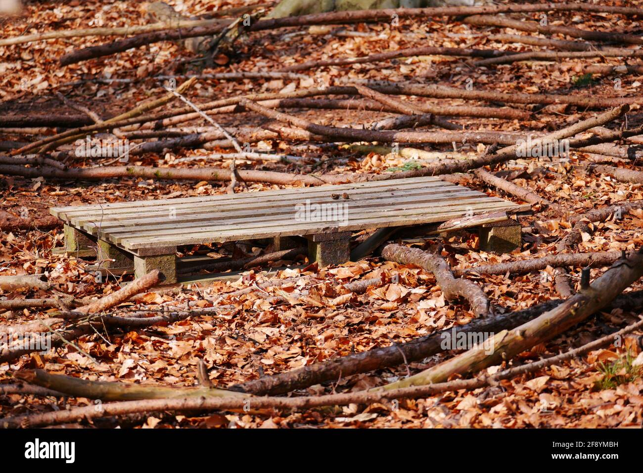 old dirty wooden pallet in the forest Stock Photo - Alamy