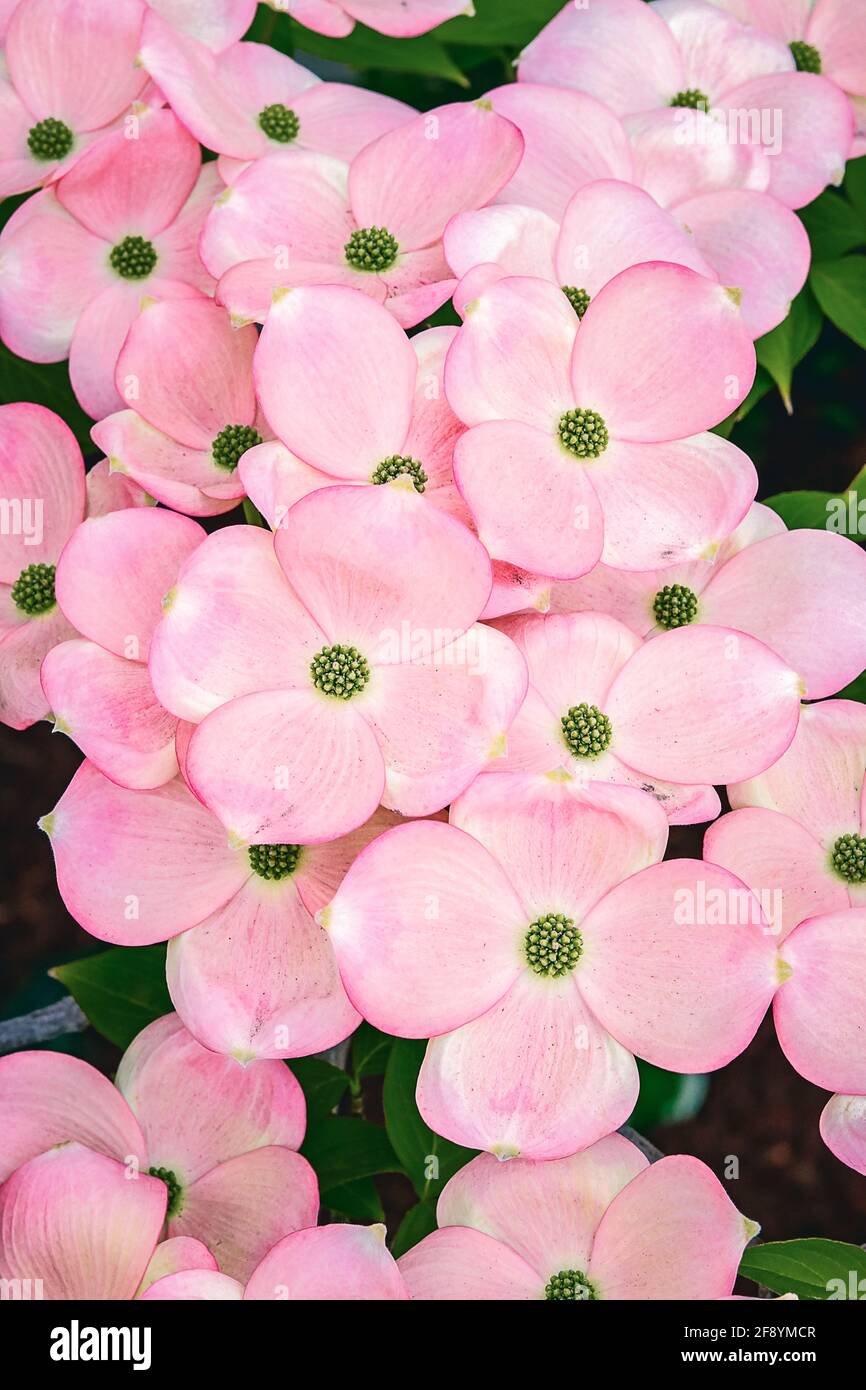 Pink Dogwood Tree High Resolution Stock Photography and Images - Alamy