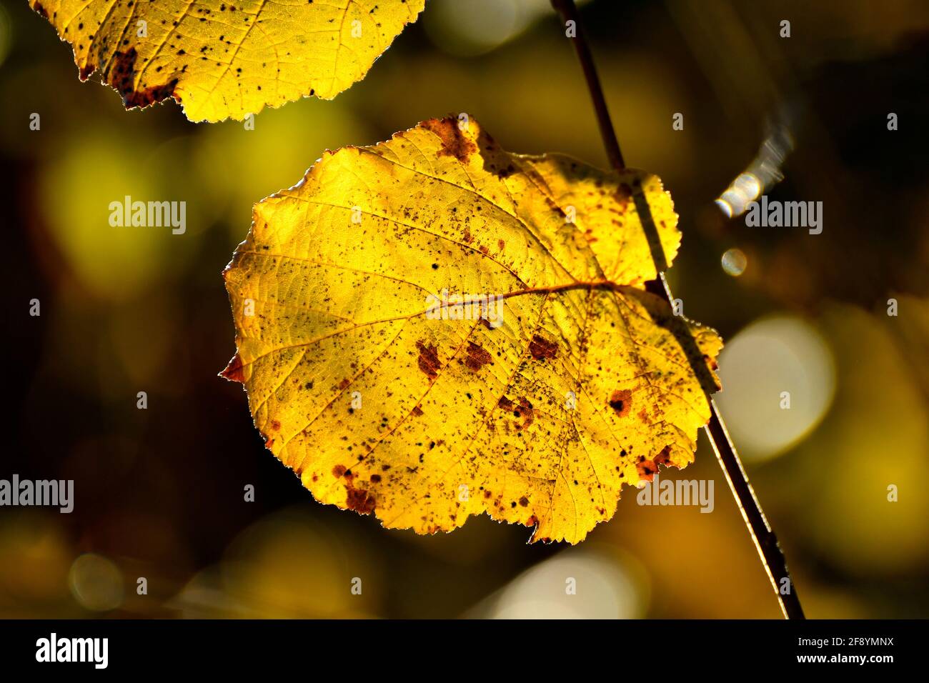 Autumnal Colored Beech Leaf In Backlit Stock Photo - Alamy