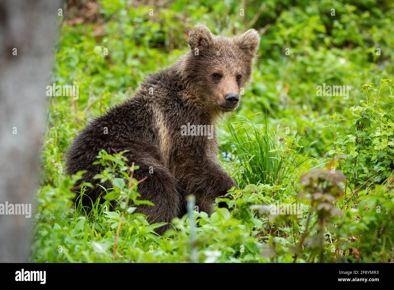 Brown bear cub resting in green forest in summer nature Stock Photo - Alamy