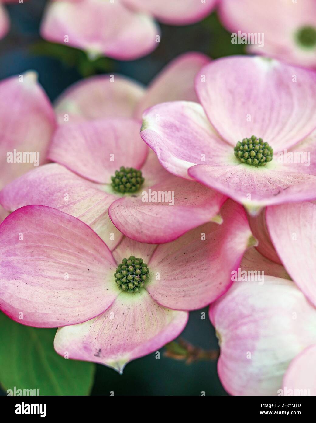 Pink dogwood tree hi-res stock photography and images - Alamy
