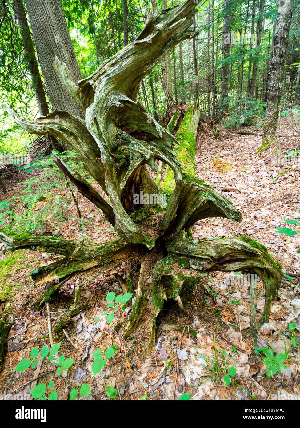 green fallen tree with moss in the forest Stock Photo - Alamy