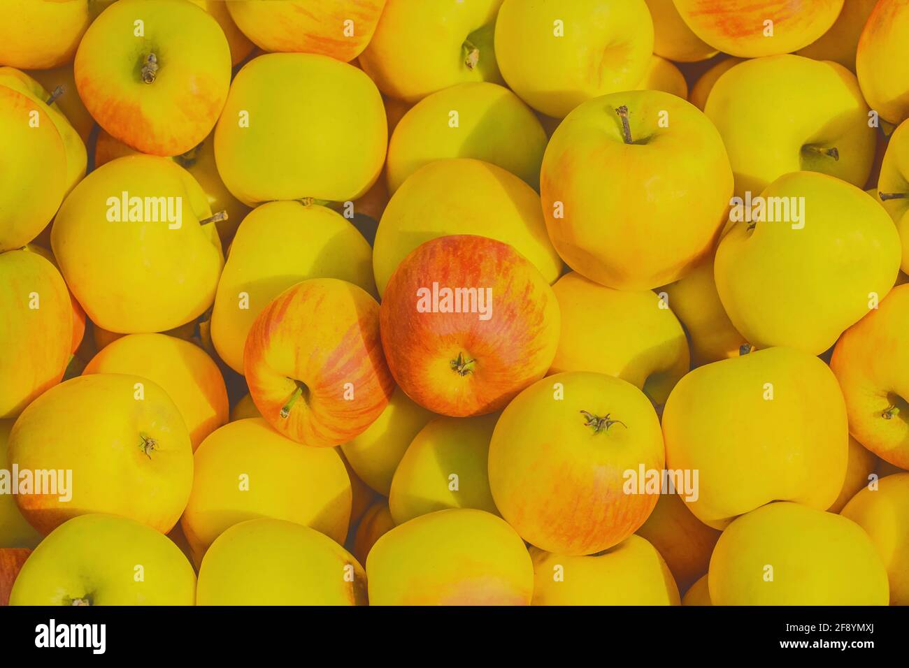 A bunch of bright yellow colored apples on the counter close-up ...
