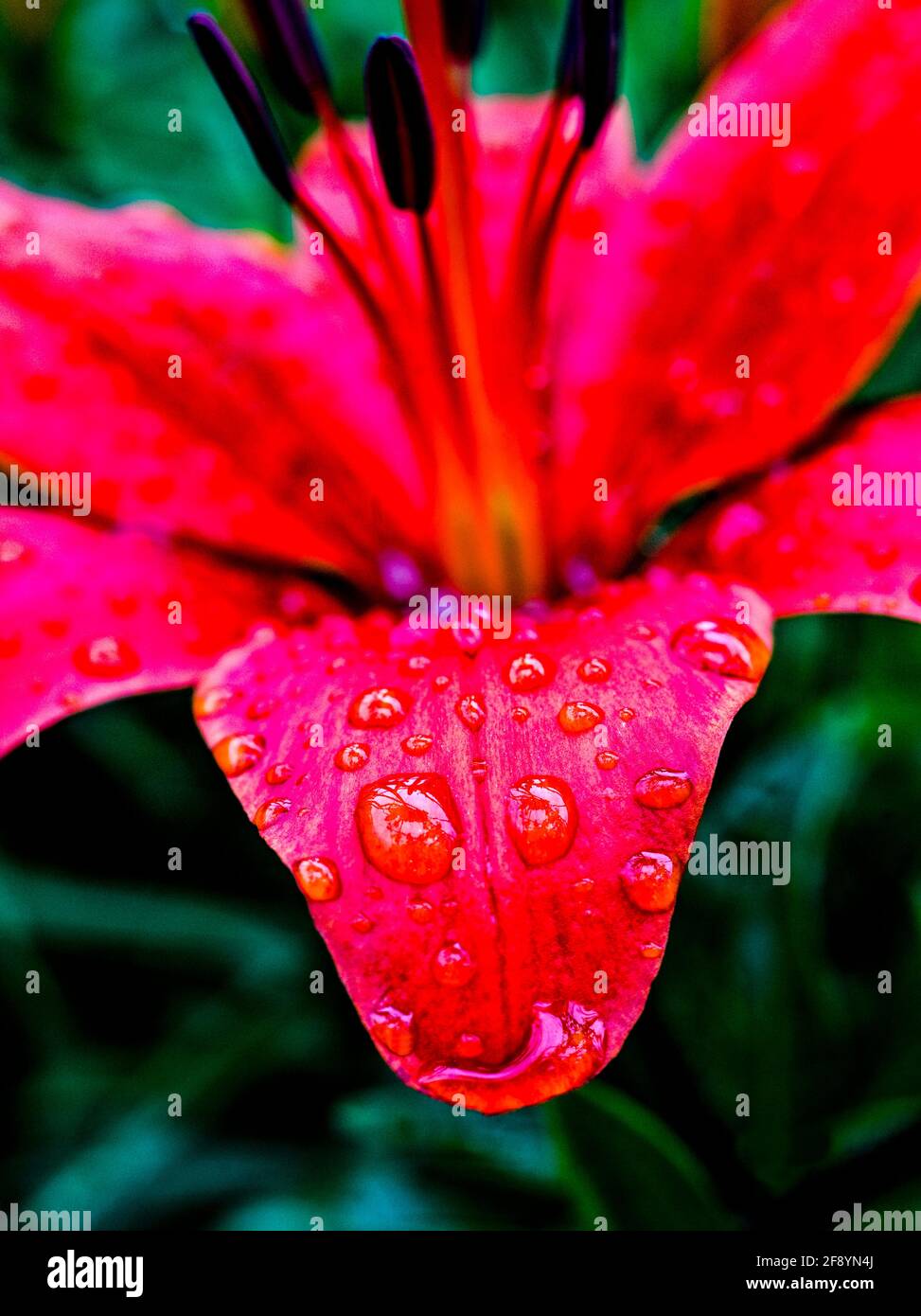 The red lily hi-res stock photography and images - Alamy