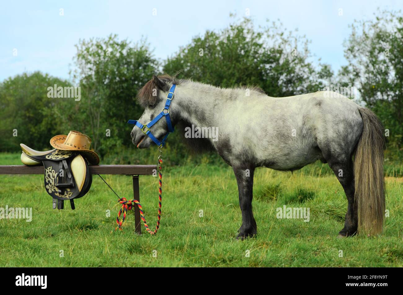 Horse with saddle side view nobody hi-res stock photography and images ...
