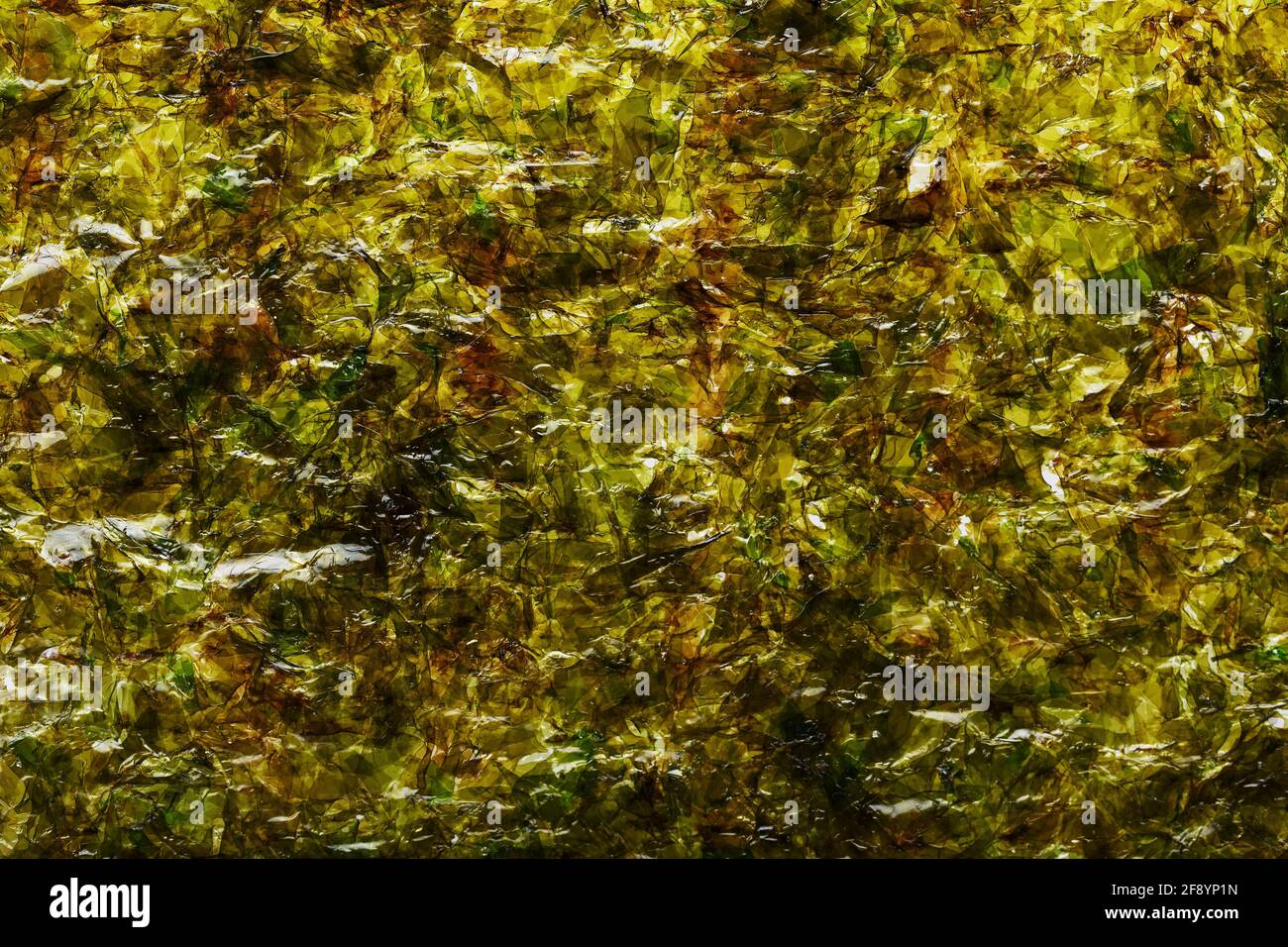 Nori textured background matte in full screen. Dried nori seaweed for ...