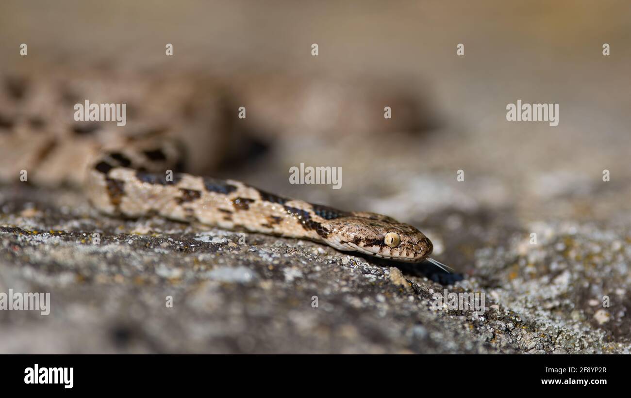 European cat snake (Telescopus fallax), also known as the Soosan snake ...