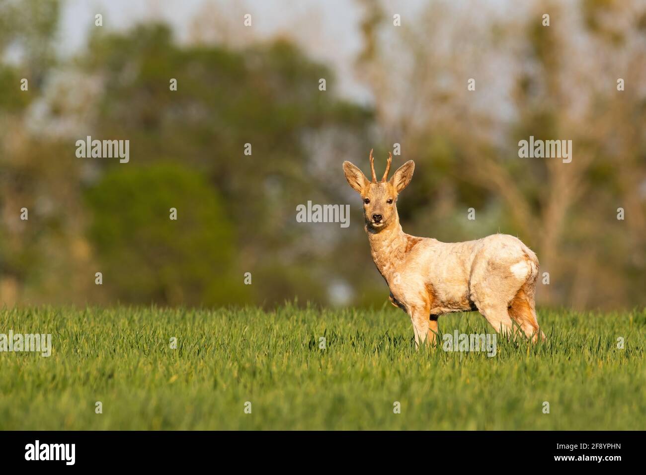 Albino roebuck hi-res stock photography and images - Alamy