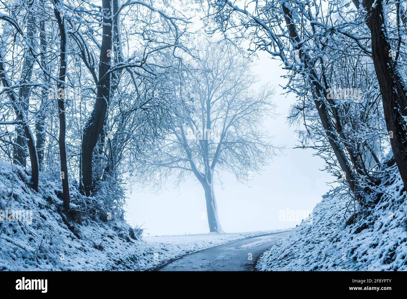 Snow covered road lined with trees, winter landscape Stock Photo - Alamy