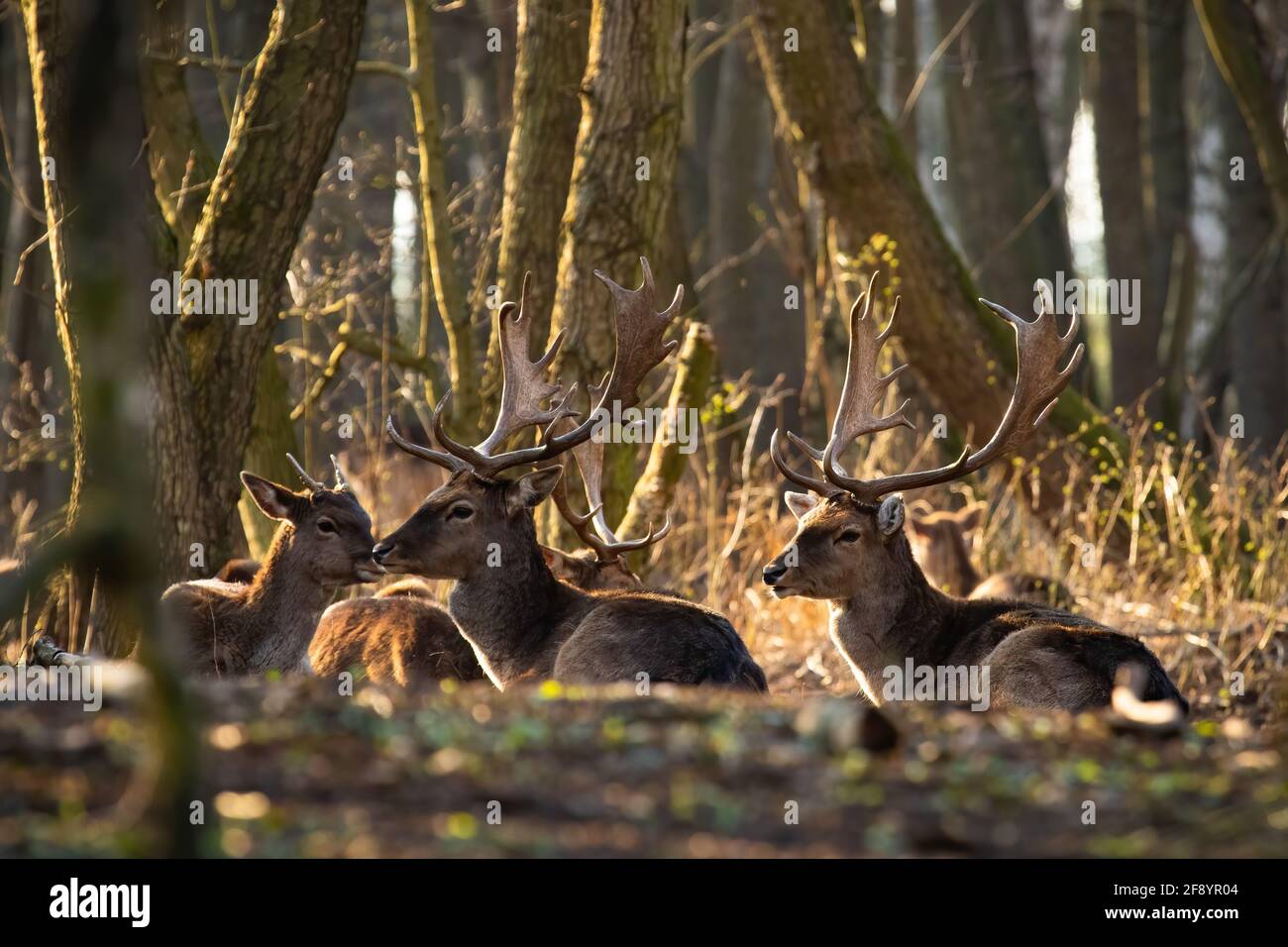 Bunch of fallow deer hi-res stock photography and images - Alamy