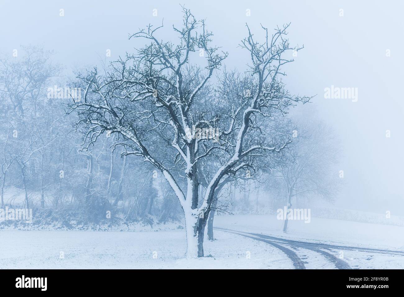 Tree covered with snow on one side in a foggy winter landscape Stock ...