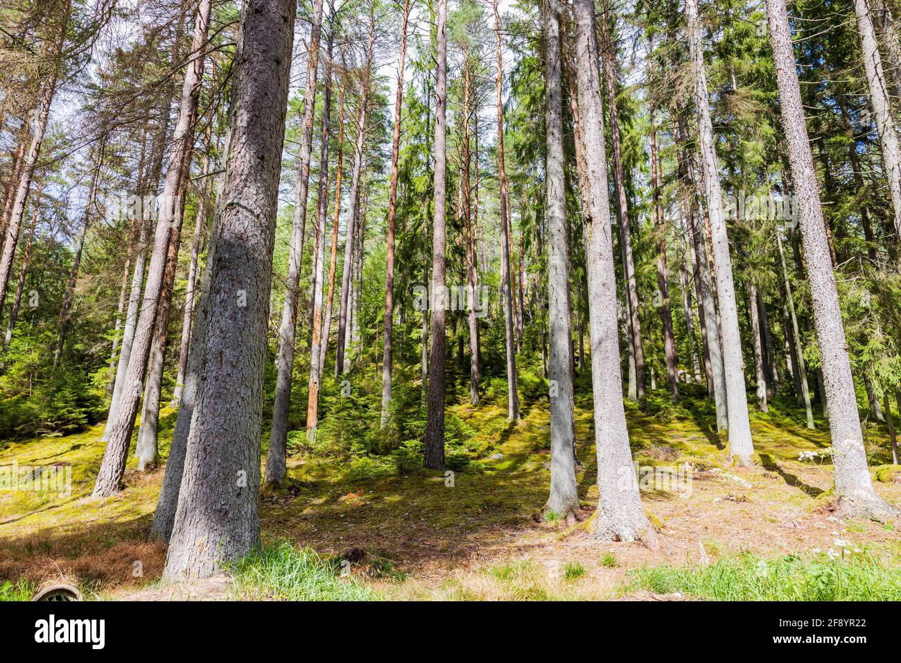 Beautiful nature forest landscape view. Path between tall trees. Sweden ...