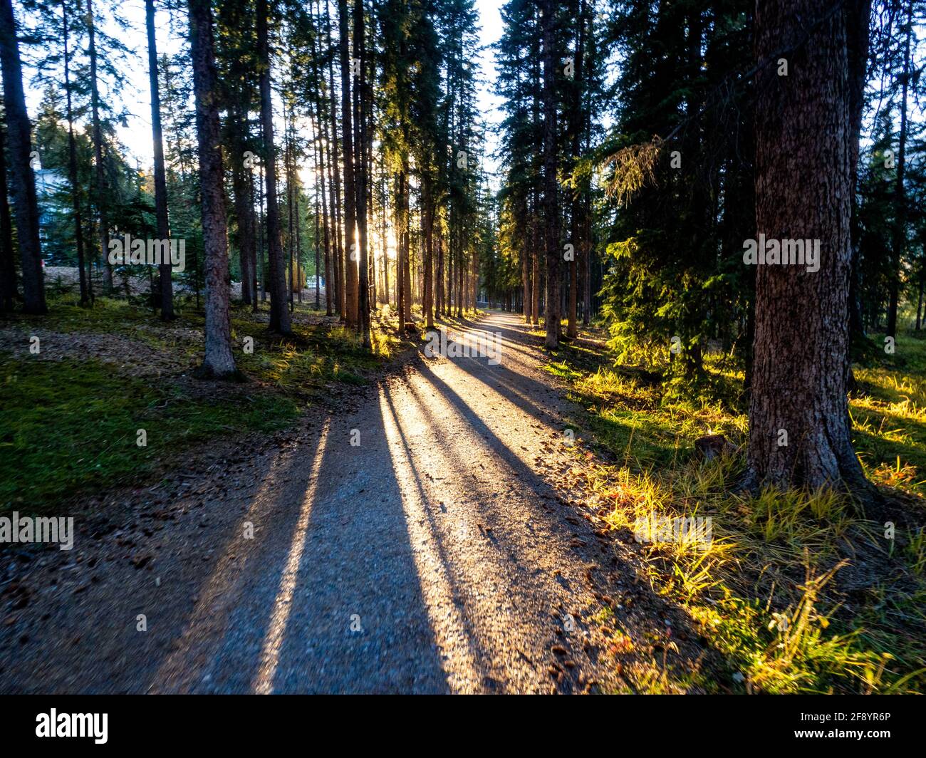 light through the trees in a forest with light from sunset creating ...