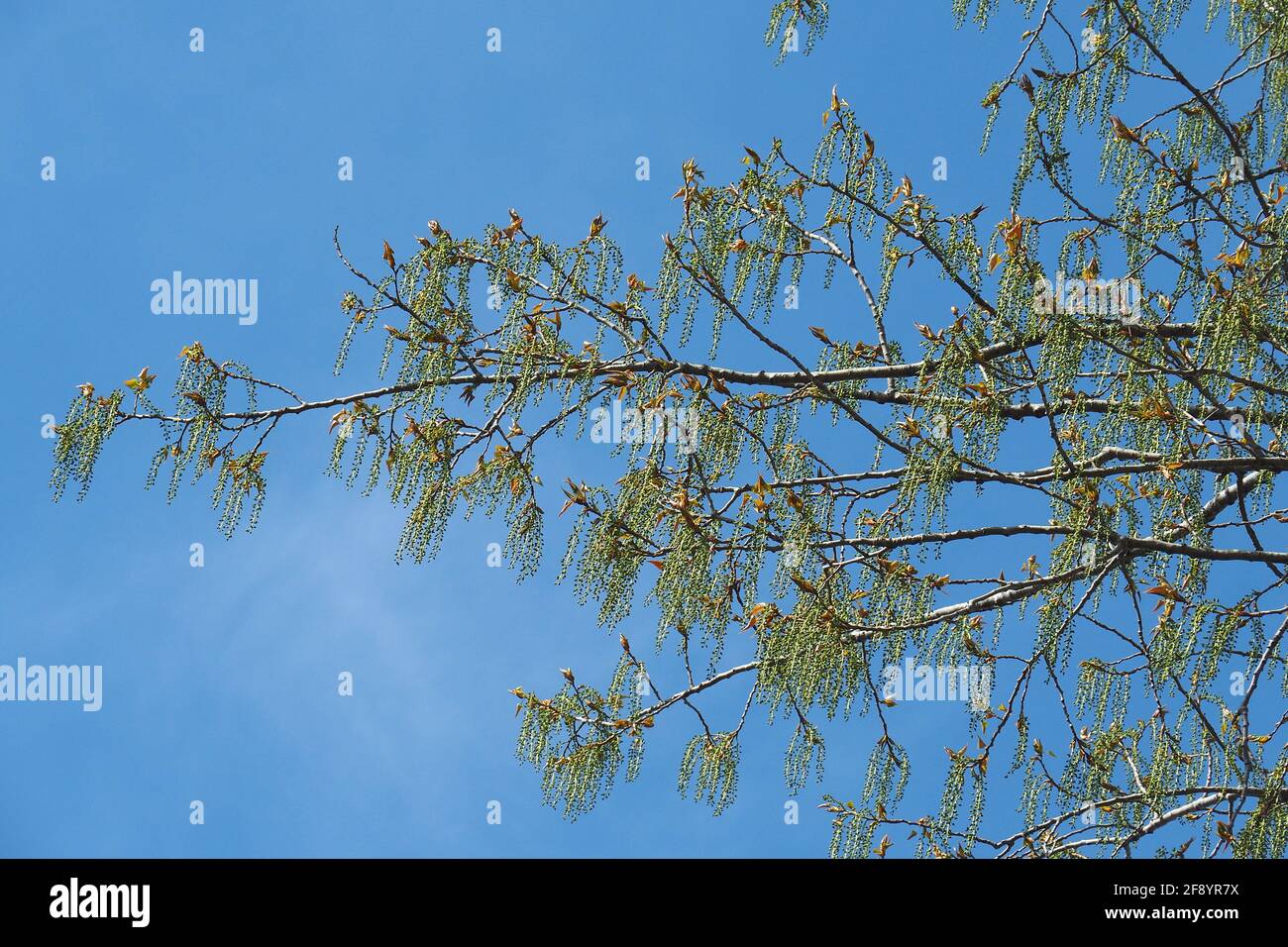 black poplar, Schwarz-Pappel, Populus nigra, fekete nyár, Budapest ...
