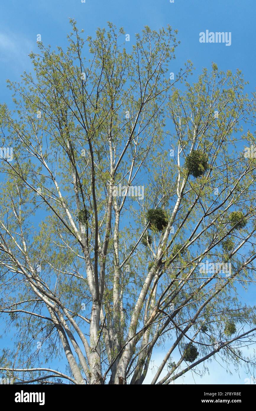 black poplar, Schwarz-Pappel, Populus nigra, fekete nyár, Budapest ...
