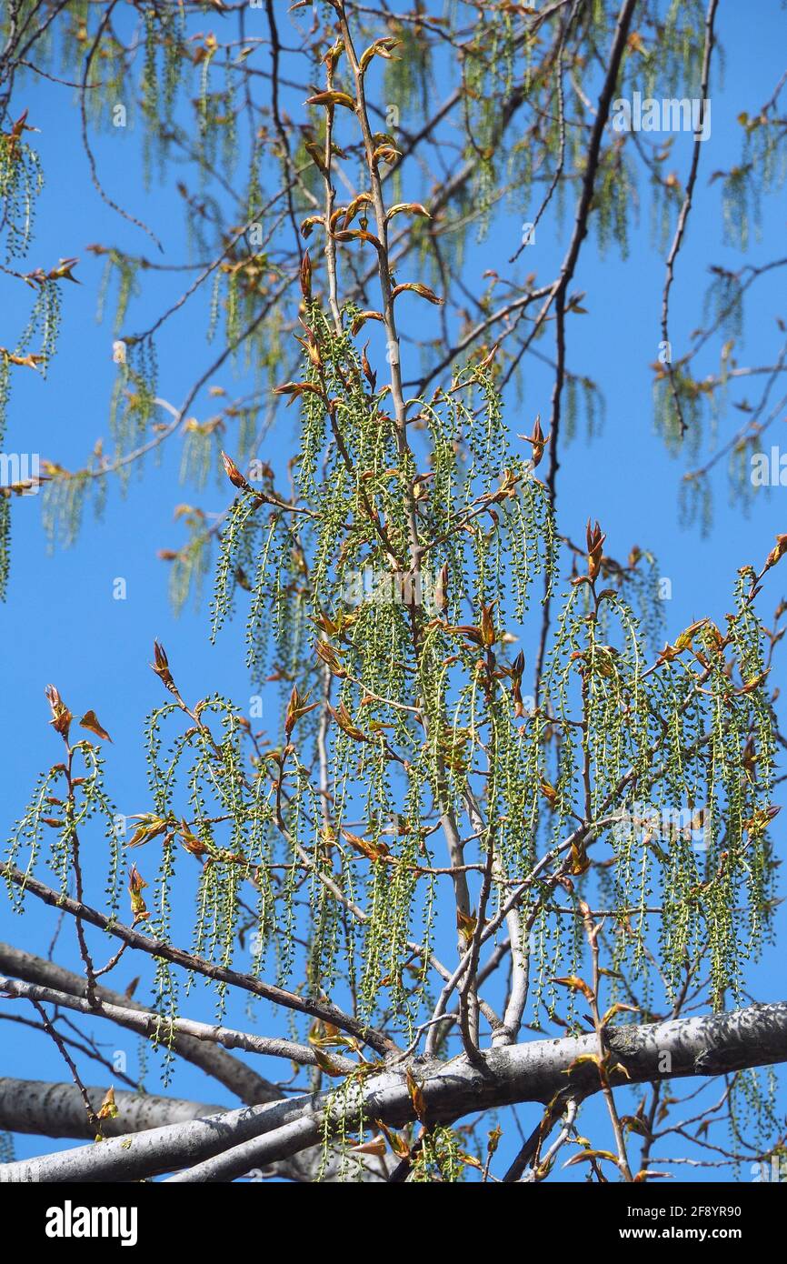 black poplar, Schwarz-Pappel, Populus nigra, fekete nyár, Budapest ...