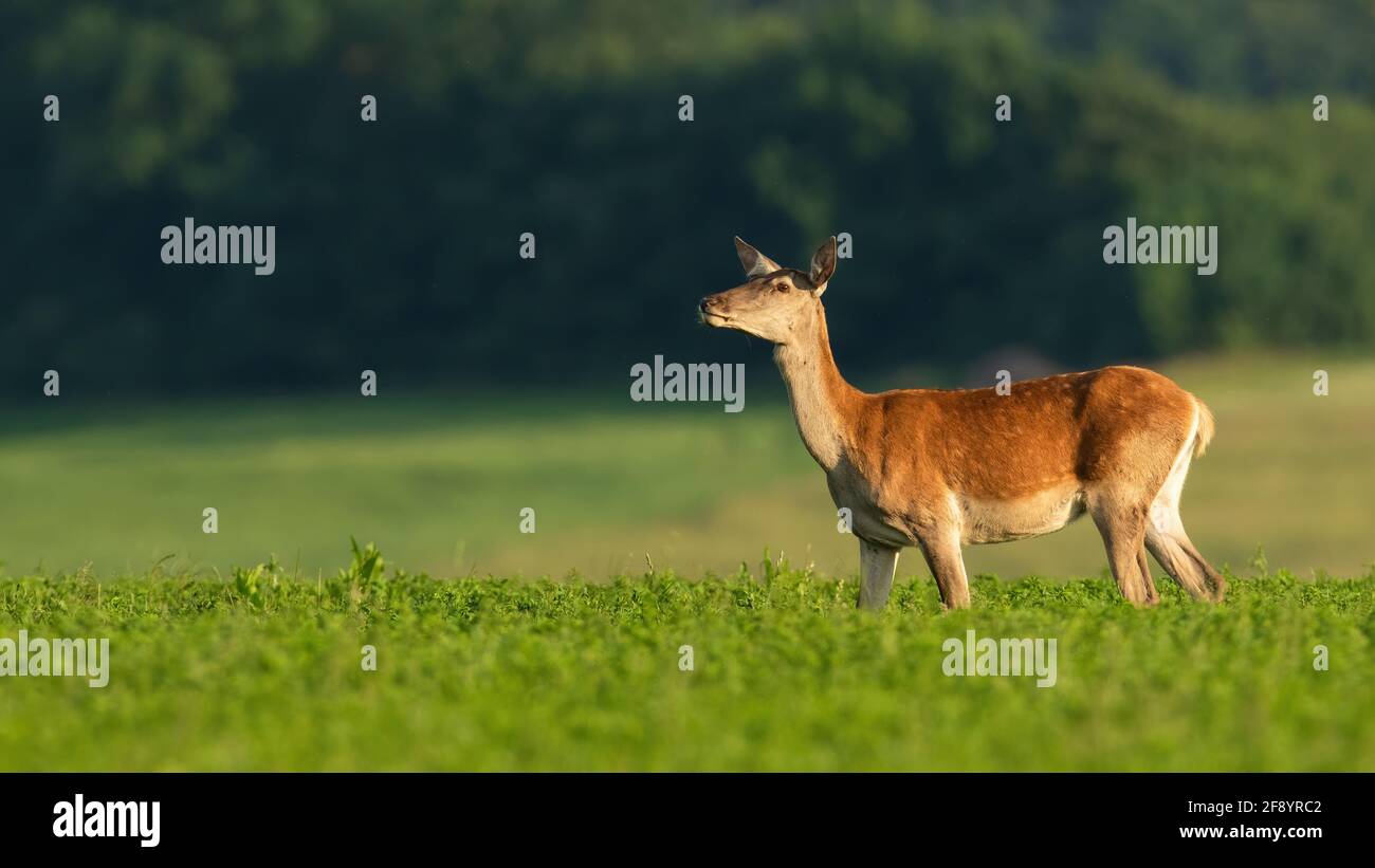 Alert female of red deer eating clover on the field in summer Stock ...
