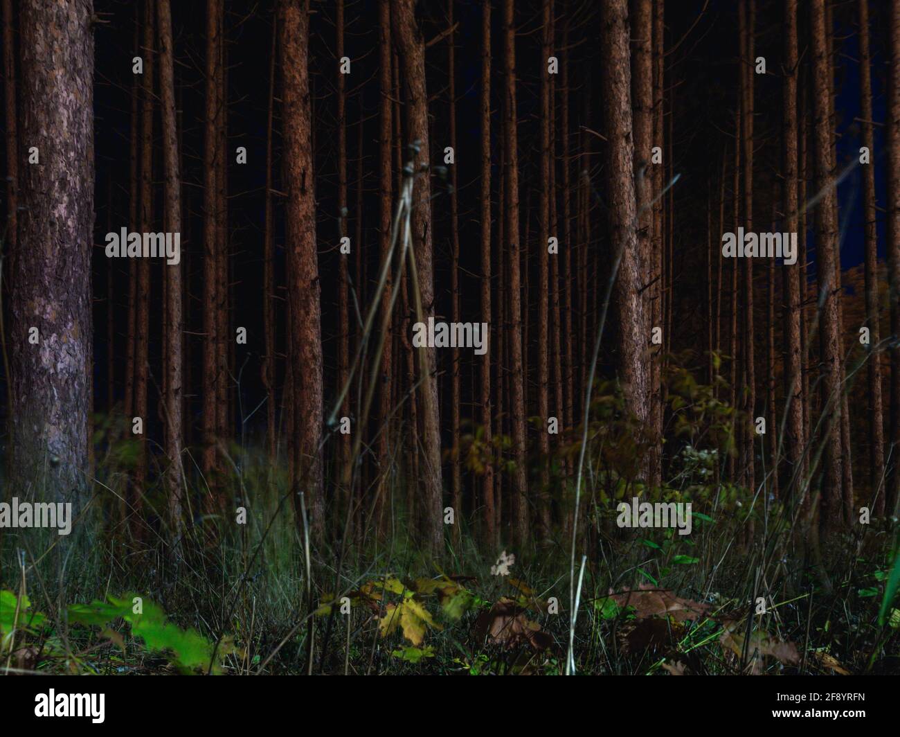 Twilight tree hi-res stock photography and images - Alamy