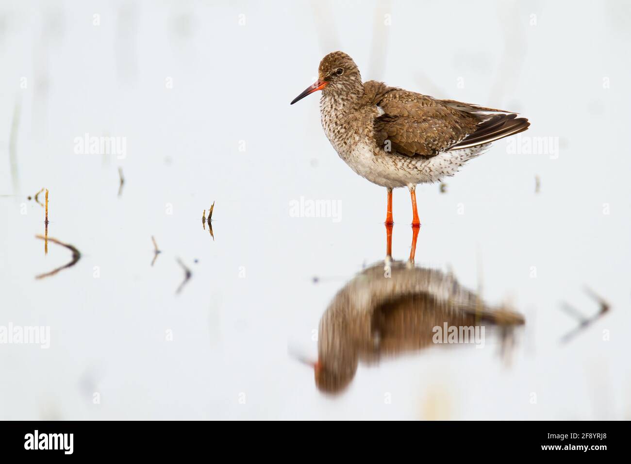 Common redshank with reflection on surface of water Stock Photo - Alamy
