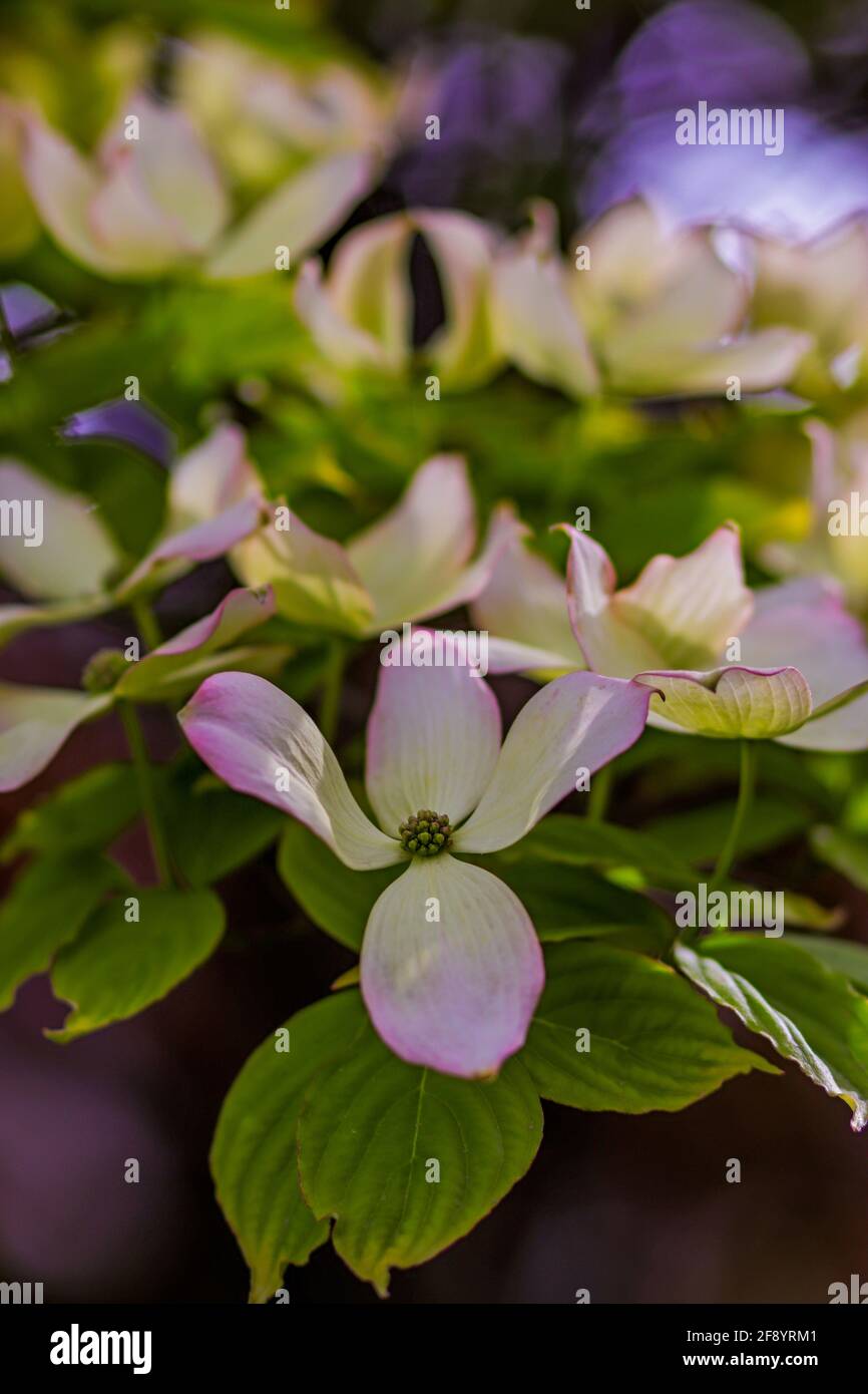 Dogwood tree hi-res stock photography and images - Alamy