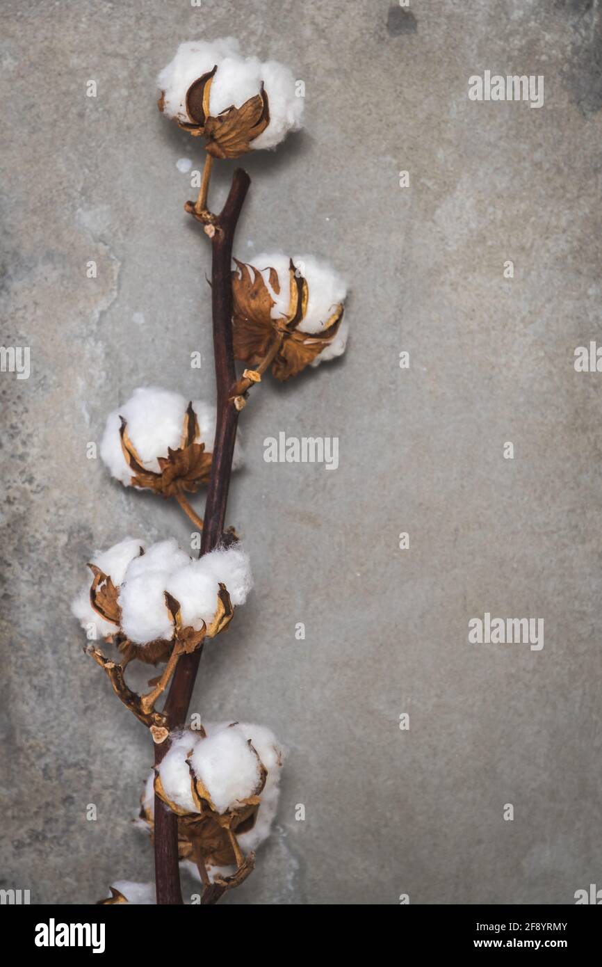 Cotton branch in front of a gray concrete background, vertical with ...