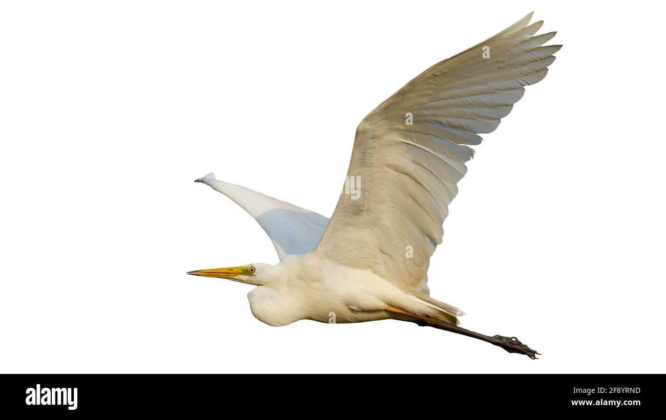 Great egret in flight isolated on white background Stock Photo - Alamy