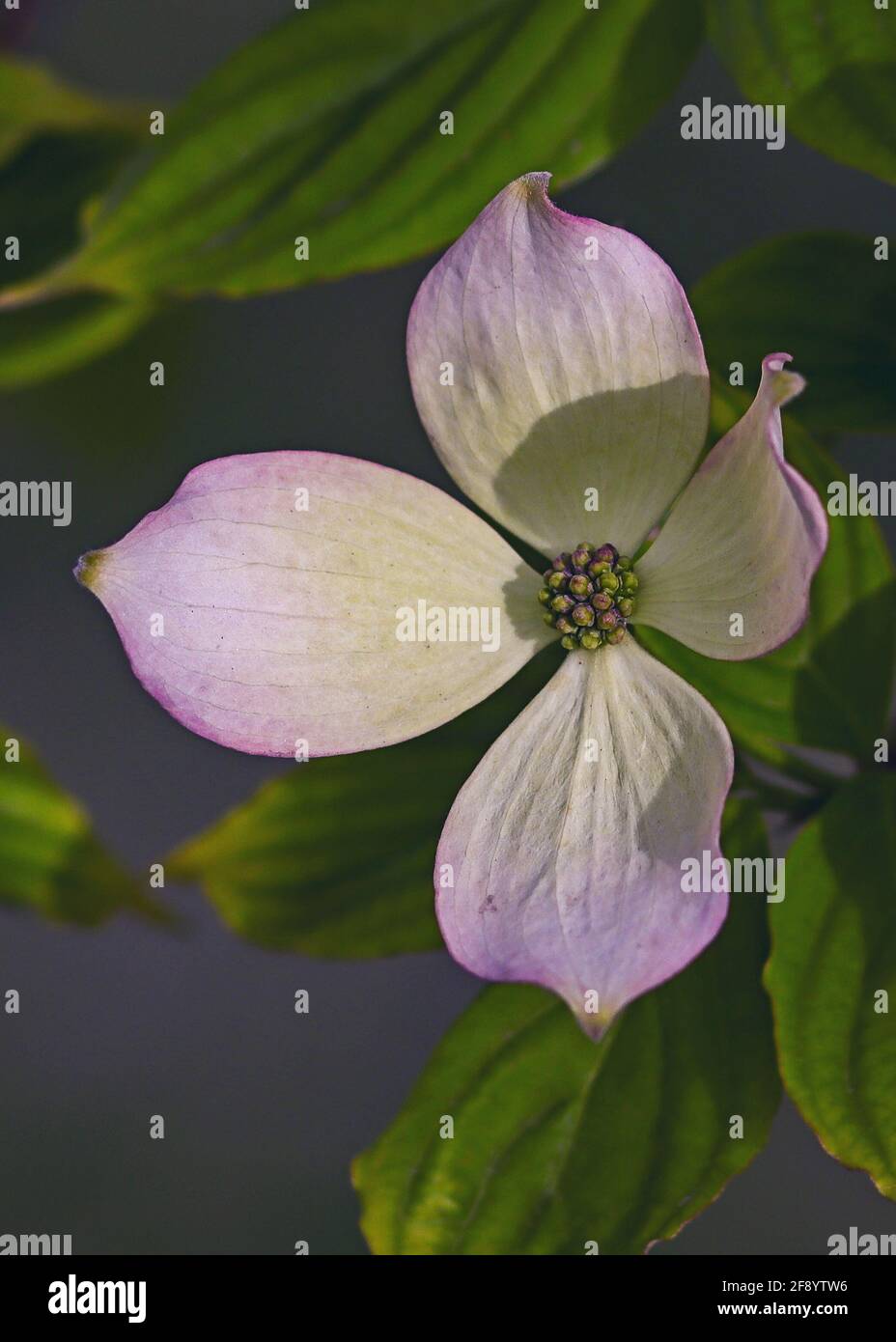 Pink Dogwood Tree High Resolution Stock Photography and Images - Alamy