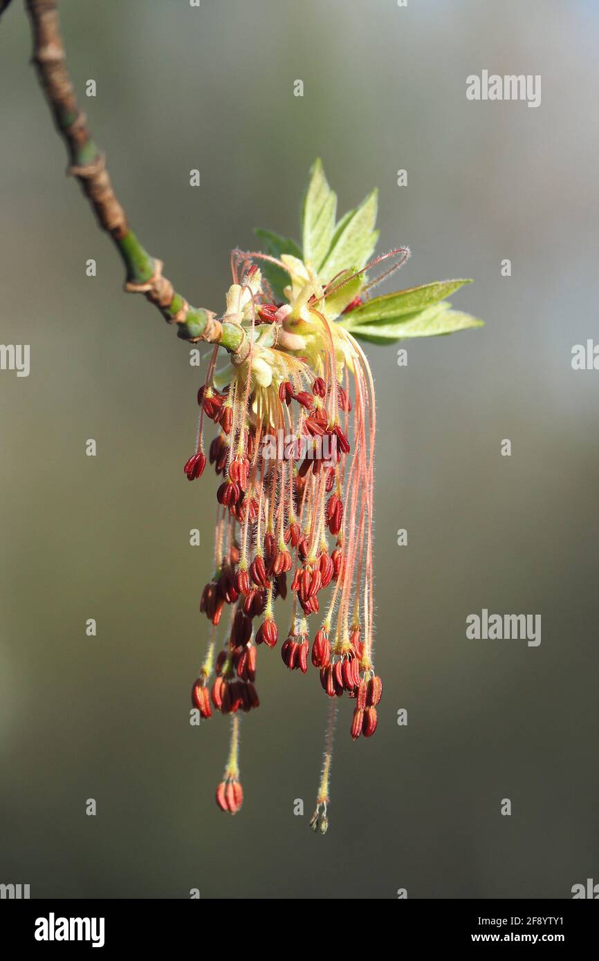 box elder, boxelder maple, Eschen-Ahorn, Érable negundo, Acer negundo ...