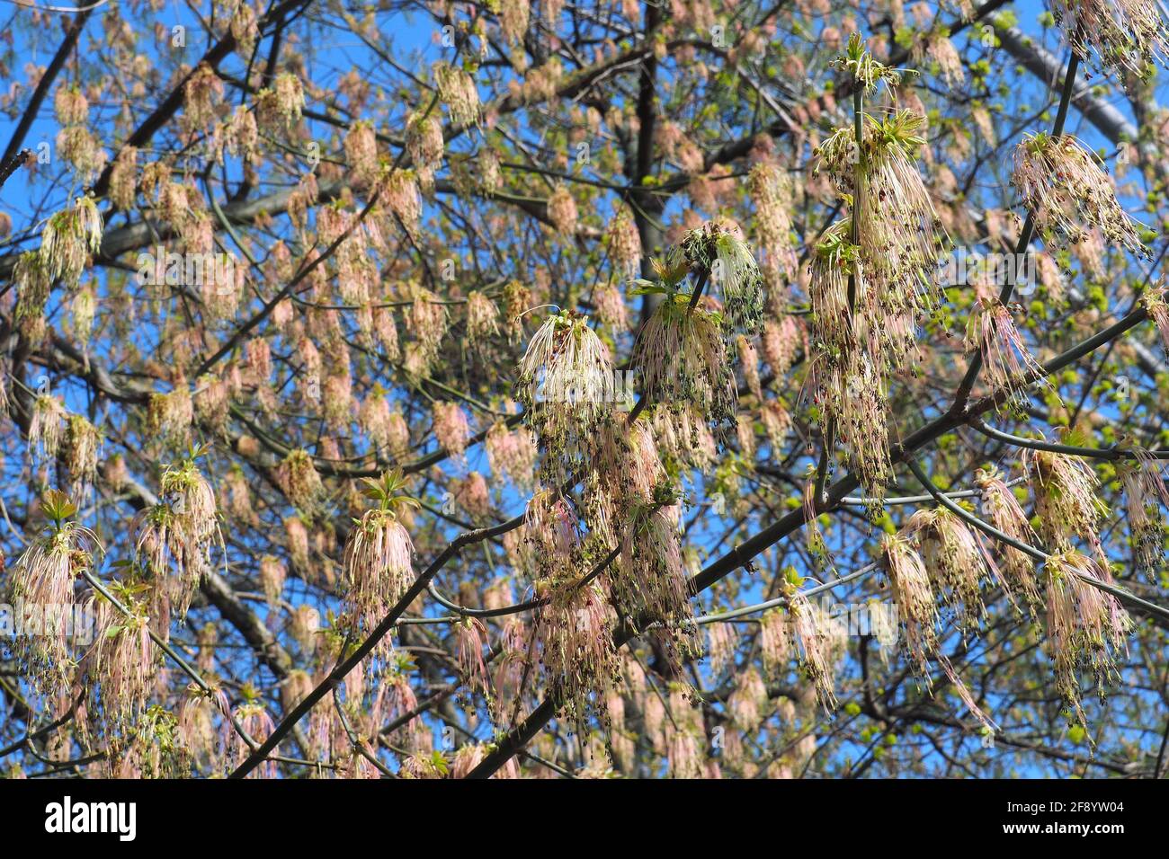 box elder, boxelder maple, Eschen-Ahorn, Érable negundo, Acer negundo ...
