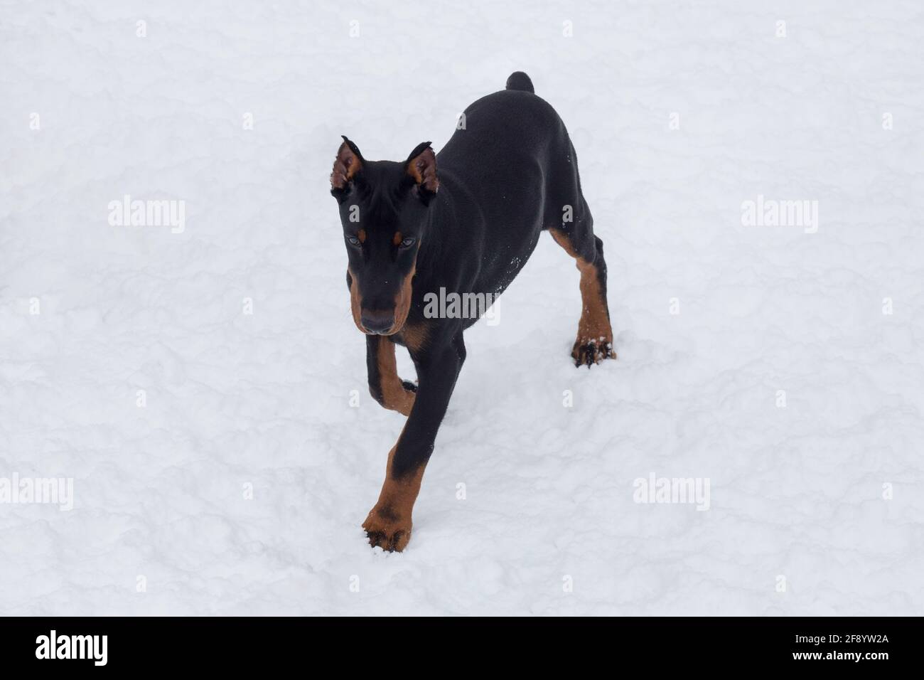 Cute doberman pinscher puppy is running on a white snow in the winter ...